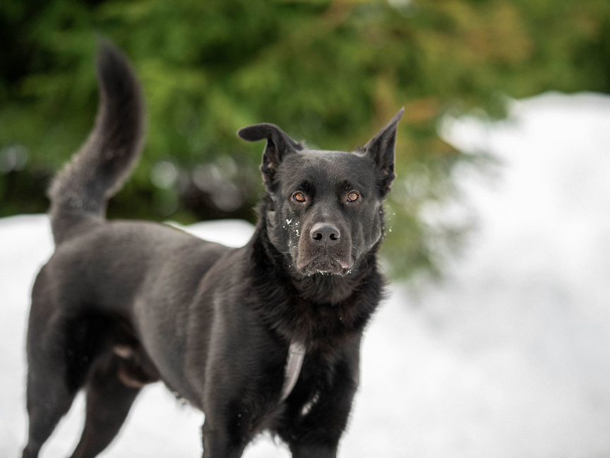 Черный красавец по имени Блэк 2 года ищет дом