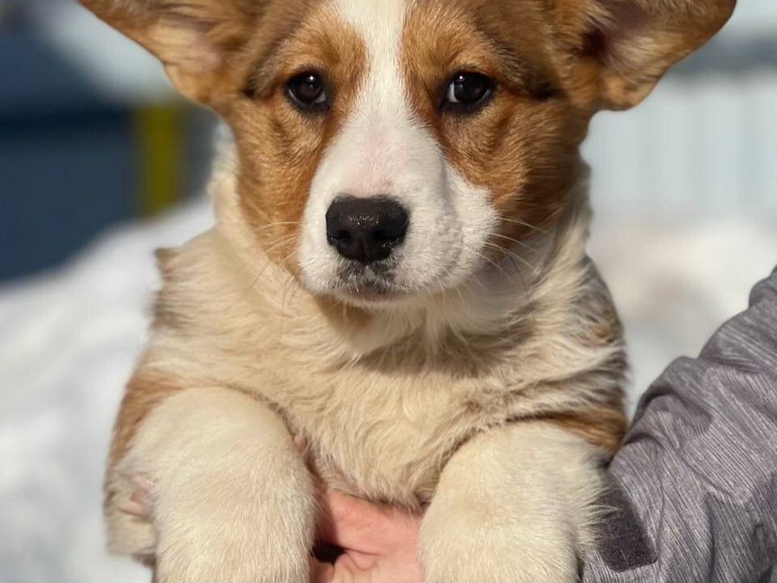 Вельш-корги кардиган, девочки