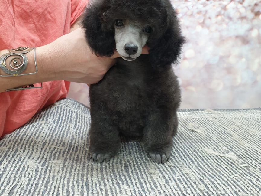 Той-Пудель сука Серебро.ркф