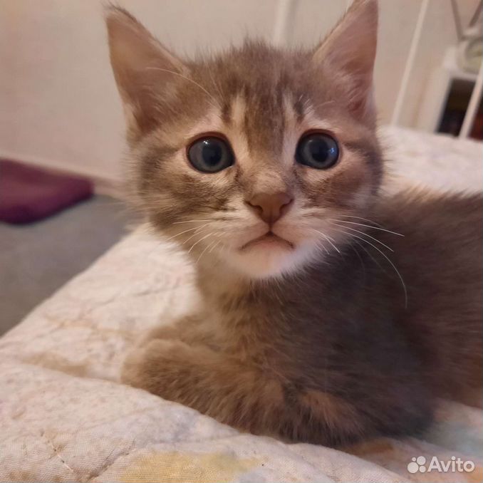 Пепельный котёнок ищет дом