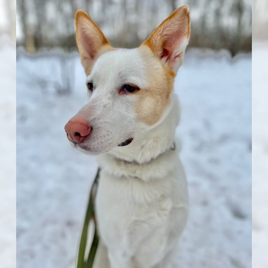 Взрослая собака в добрые руки