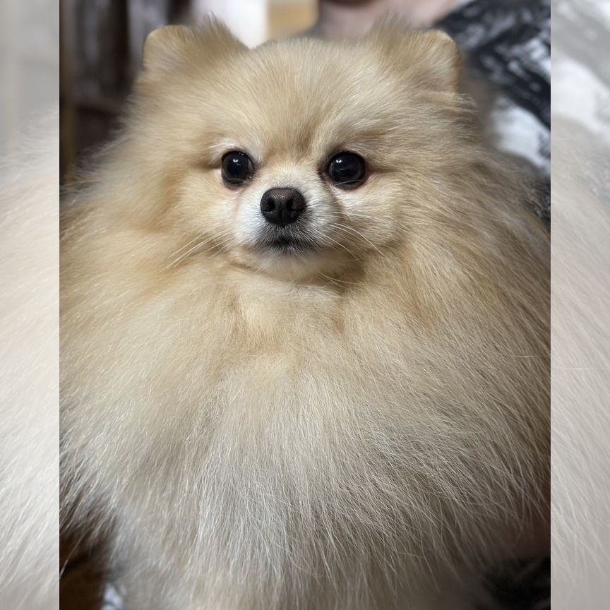 Померанский шпиц в добрые руки