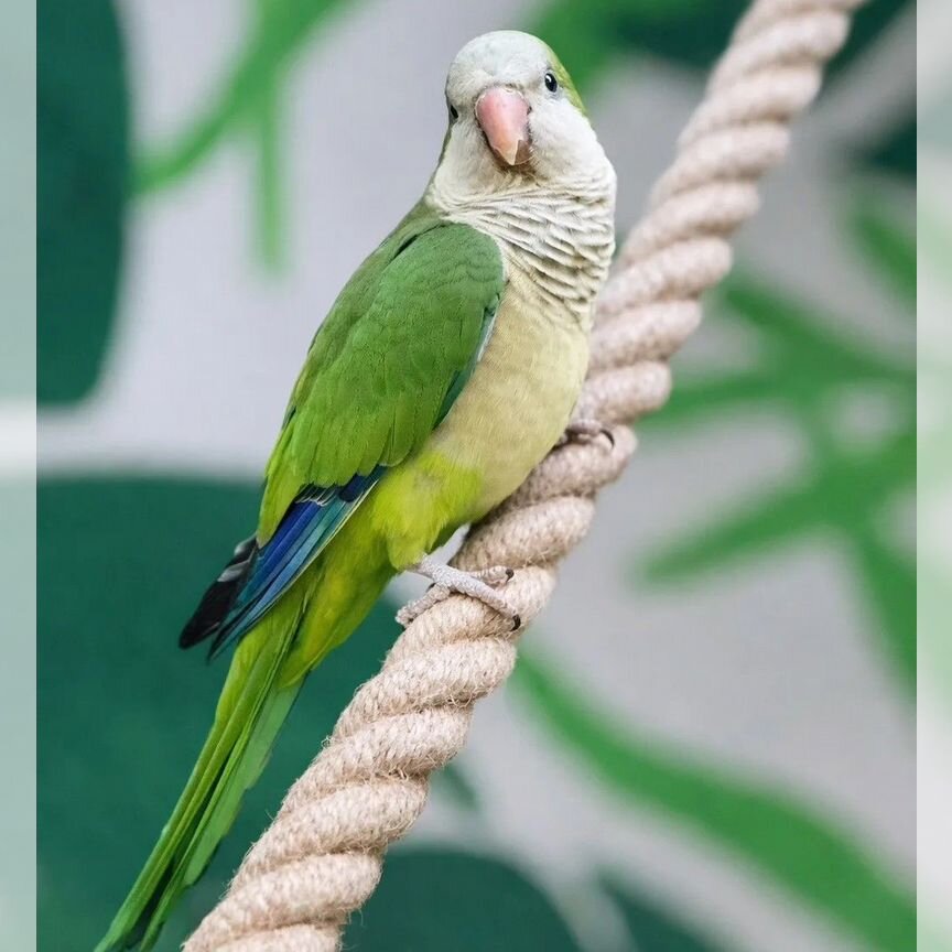 Попугай Калита монах