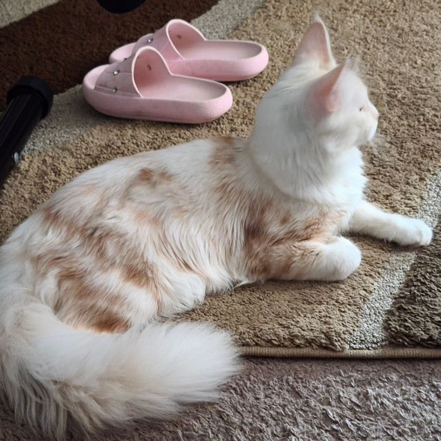 Мейн-кун котёнок