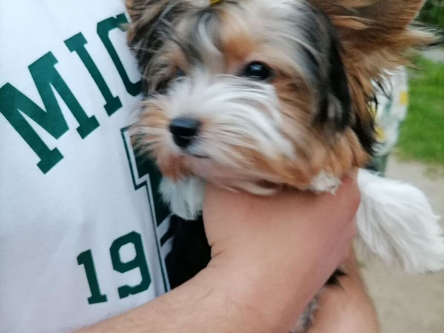 Бивер щенки