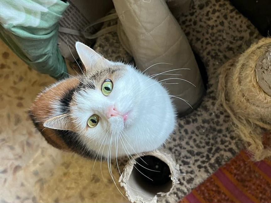 Кошка в дар бесплатно