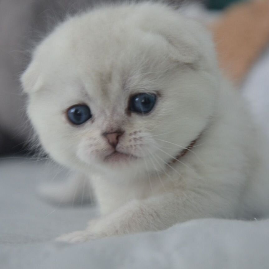 Шотландские серебристо шиншилловые котята