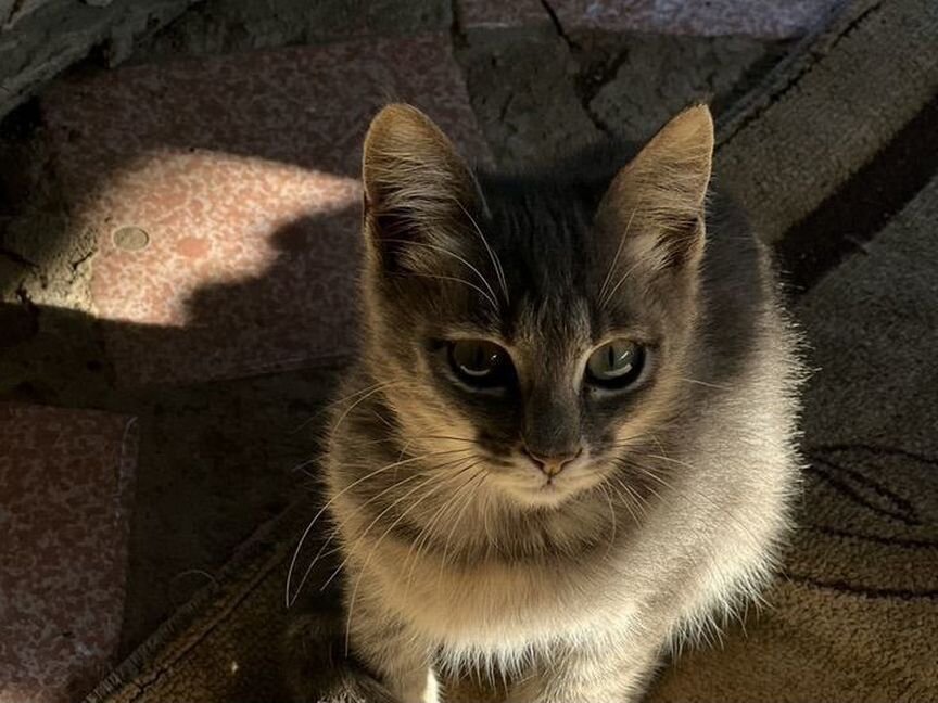 Котята - кошечка и котик в добрые руки