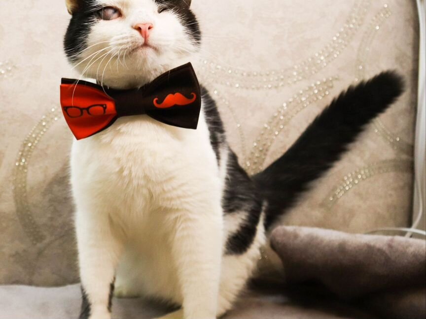 Особенный котик Клёпа