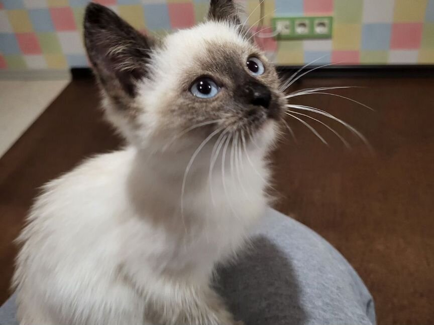 Котенок (из мультика Гав) 2 месяцев ищет семью