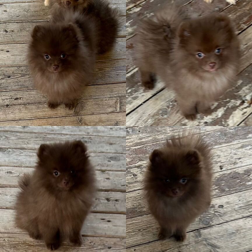 Шпиц девочка шоколад