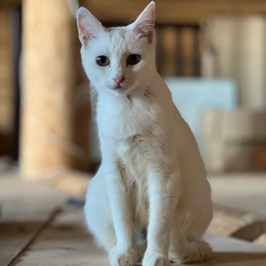 Пушистая белая кошечка Мими