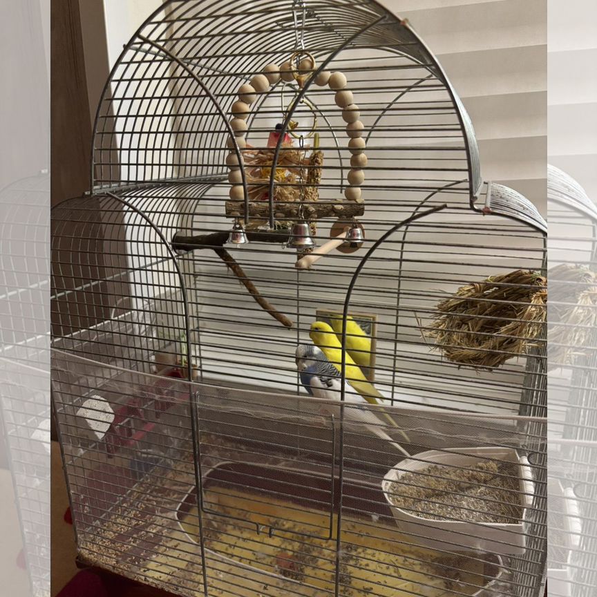 Волнистый попугай с клеткой