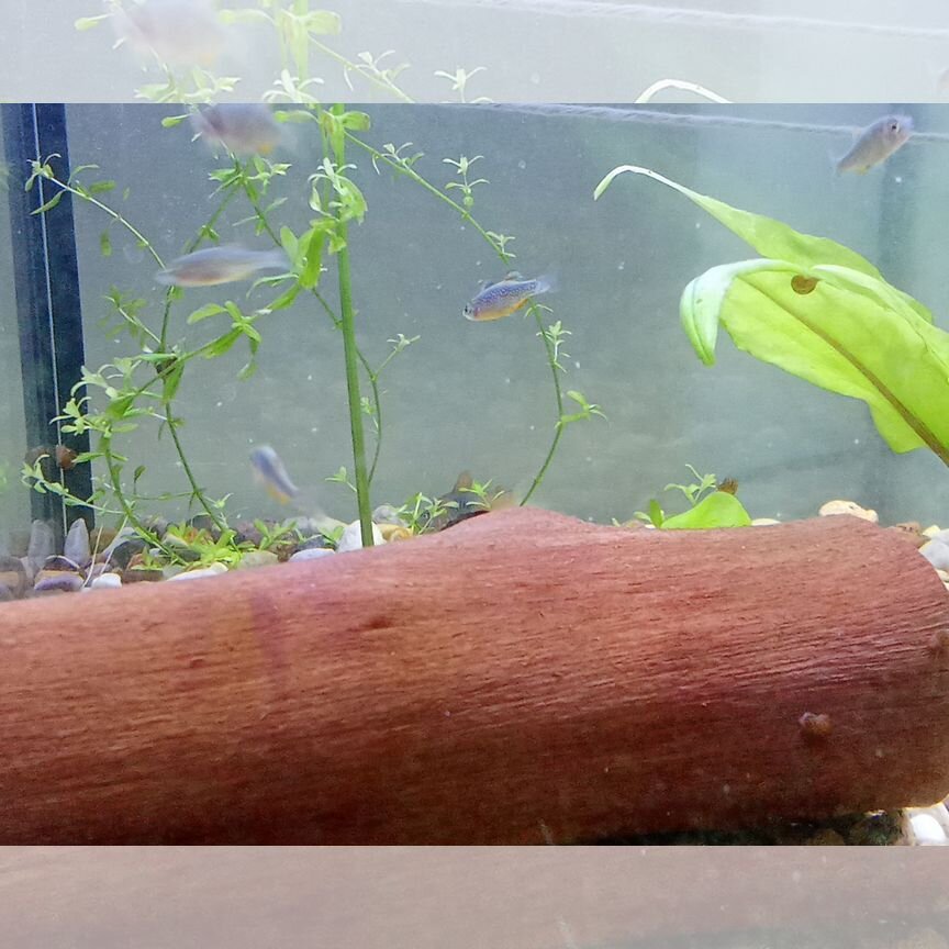 Микрорасбора Галактика