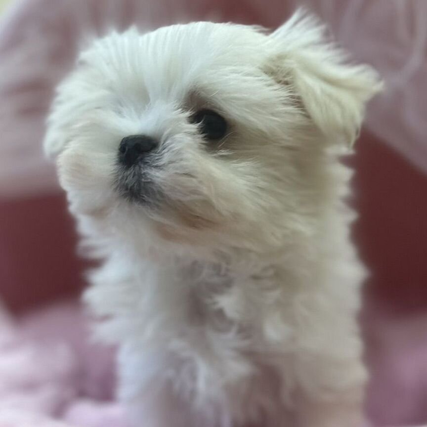 Красивые мальчишки