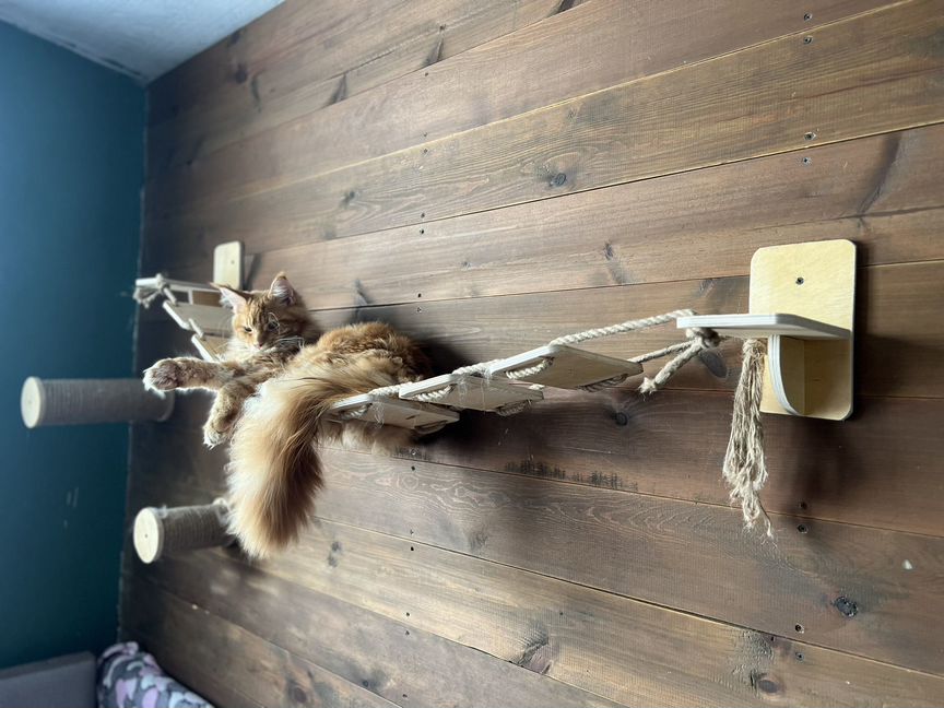 Настенный комплекс, когтеточка, мостик для кошек
