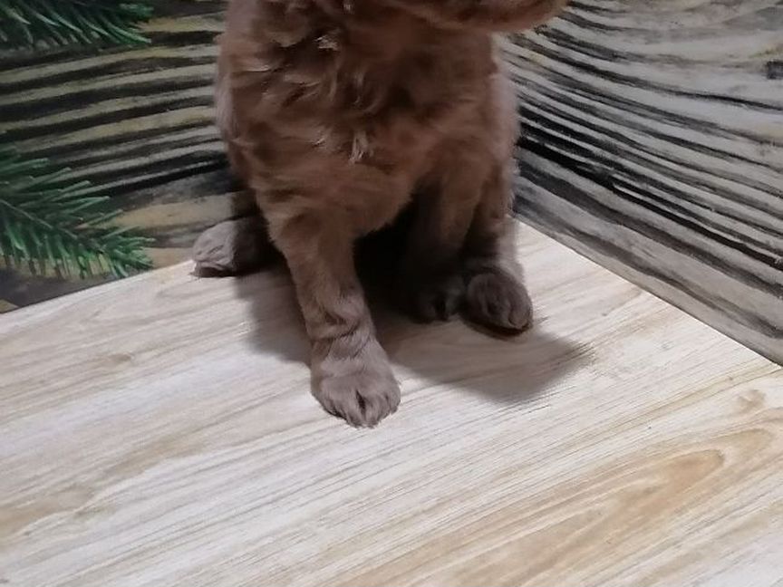 Щенки мальтипу f1 мини