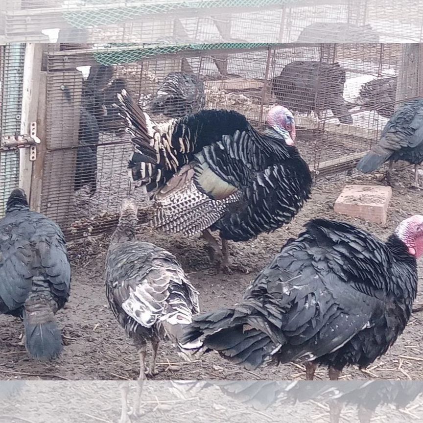 Индюки домашние на племя