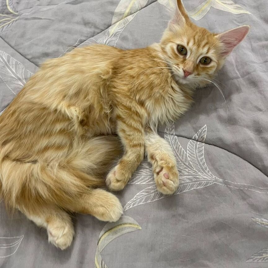 Котенок привитый рыжий пушистик