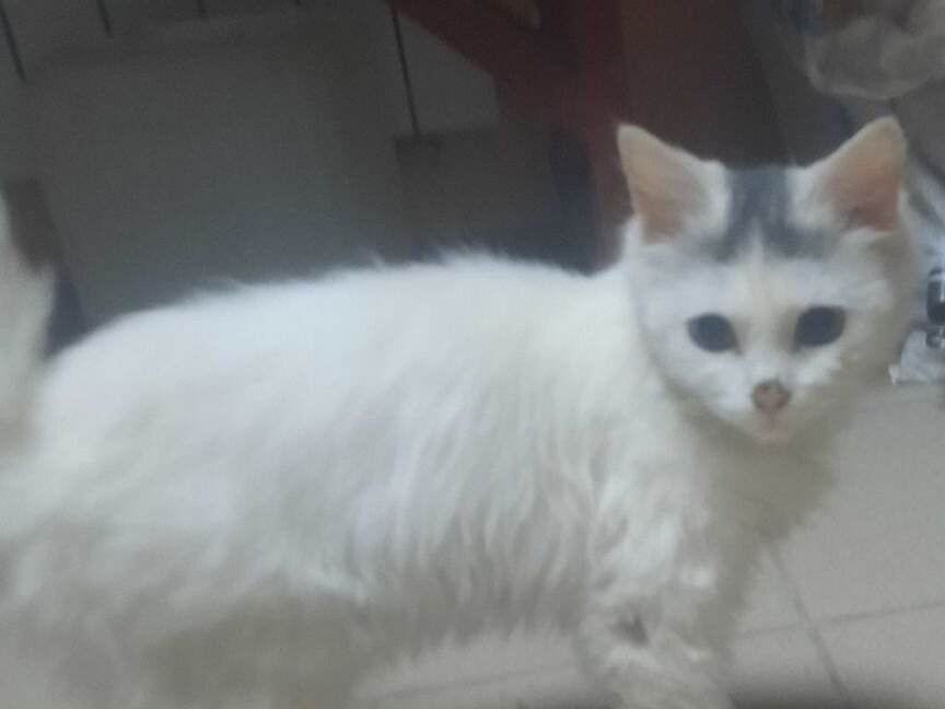 Найден котенок отдадим в добрые руки