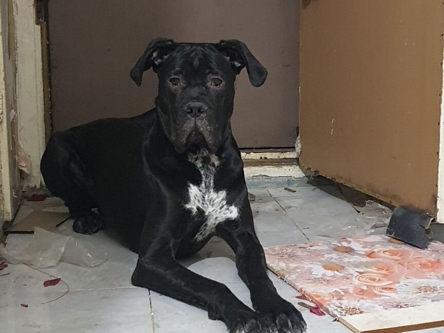 Кане Корсо в добрые руки