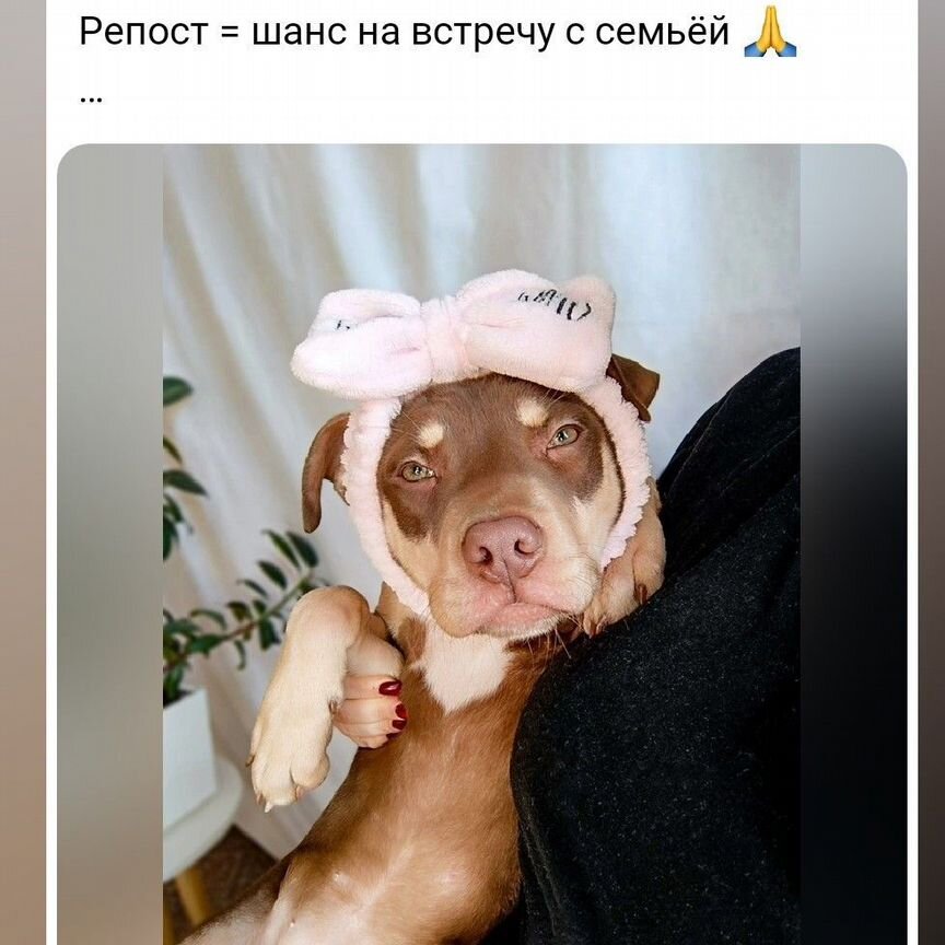 Яркий щенок питбуля из питомника