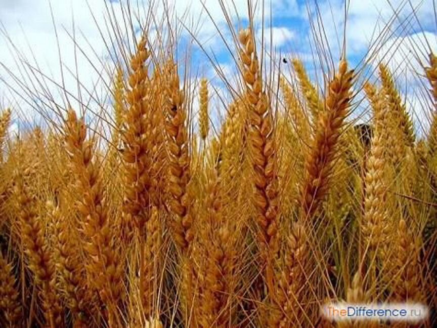Ячмень пшеница,посыпка
