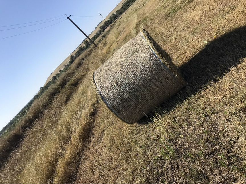 Продам луговое сено
