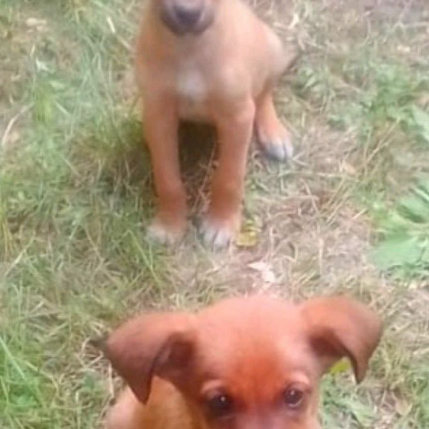 Щенки мальчики