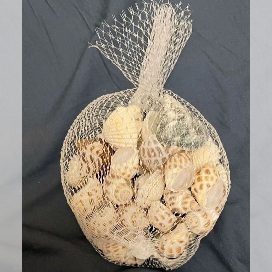 Морские ракушки раковины
