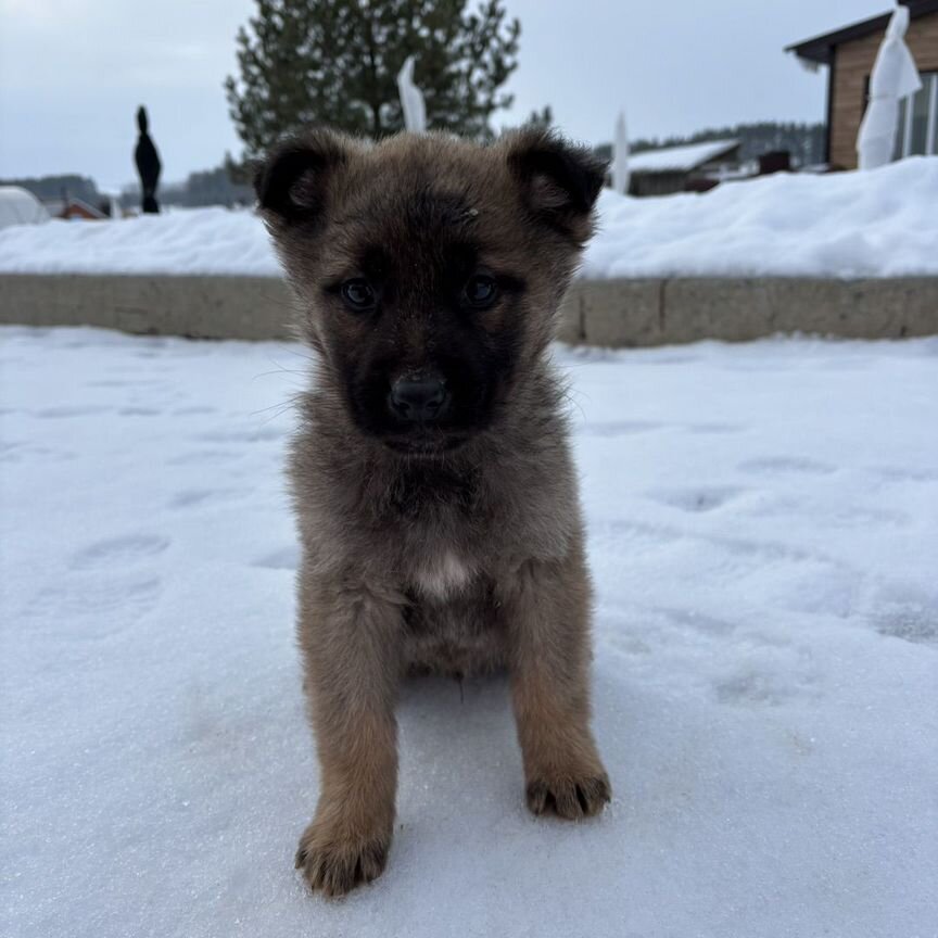 Щенок в добрый руки