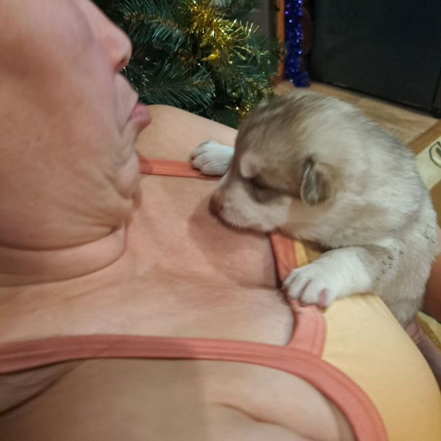 Собаки