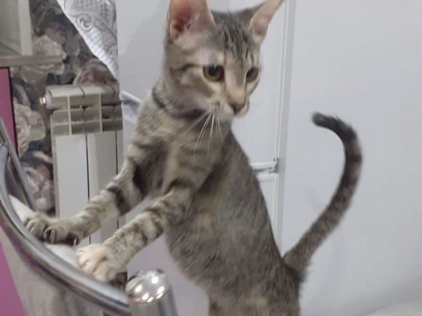 Котёнок Кася