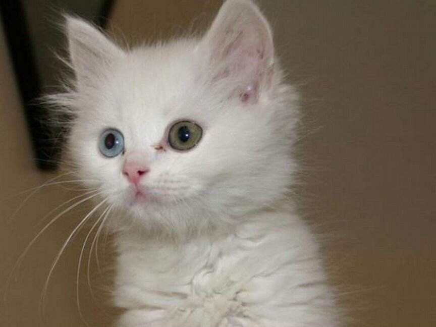 Ангорские котики с разными глазками