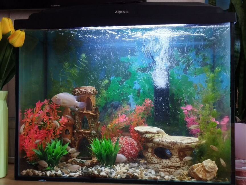 Рыбки цихлиды