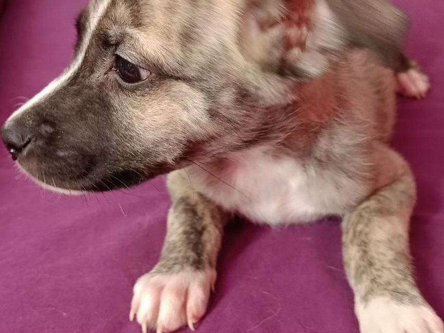 Щенок сладкий пирожок