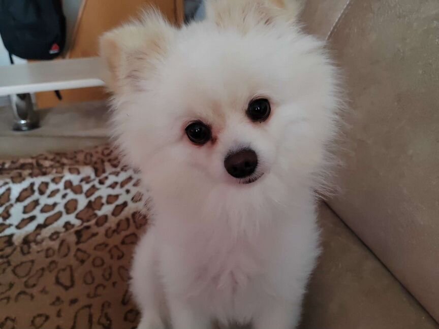 Немецкий шпиц вязка