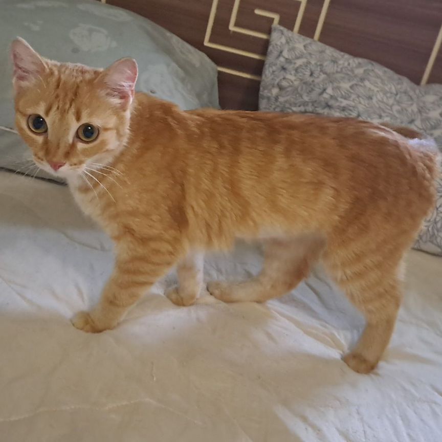 Котёнок подросток