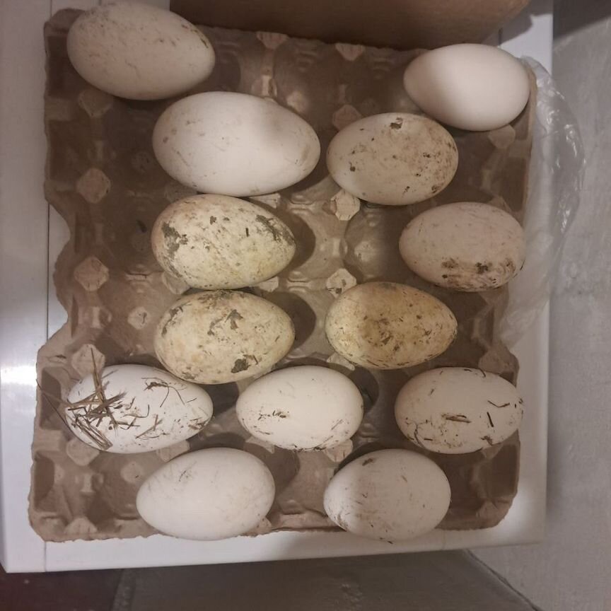 Инкубационное яйцо гусиное