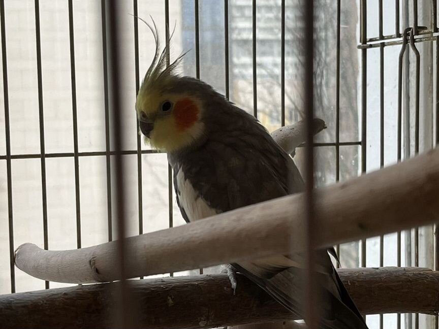 Попугай корелла мальчик, певчий, 3г