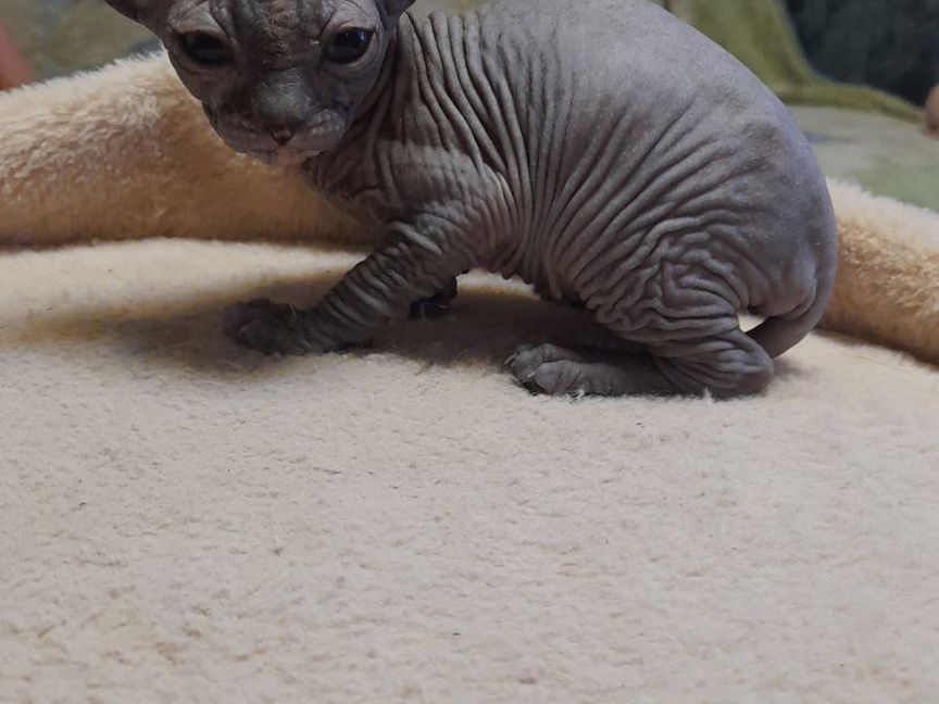 Сфинкс эльф