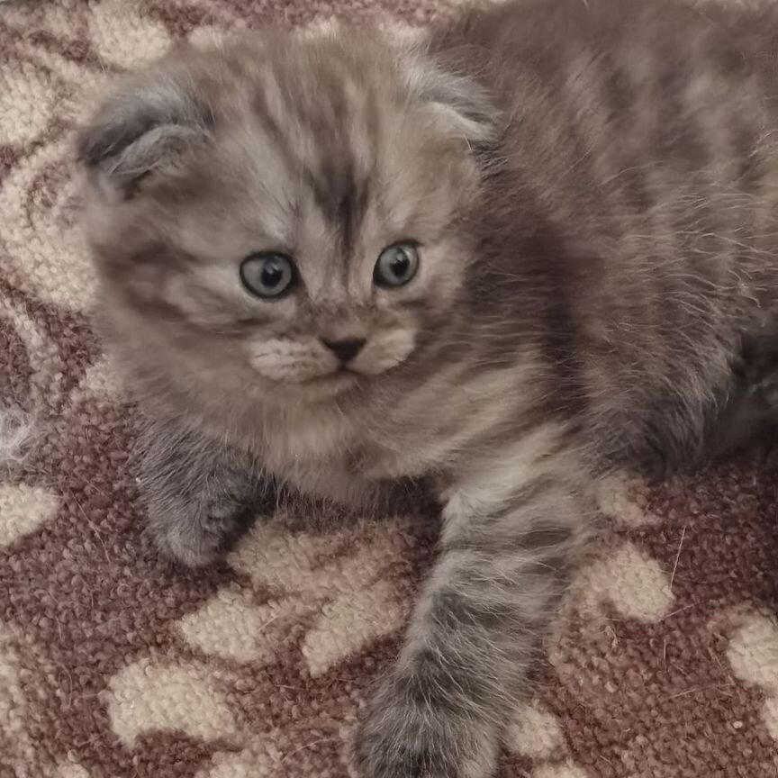Шотландский вислоухий котенок