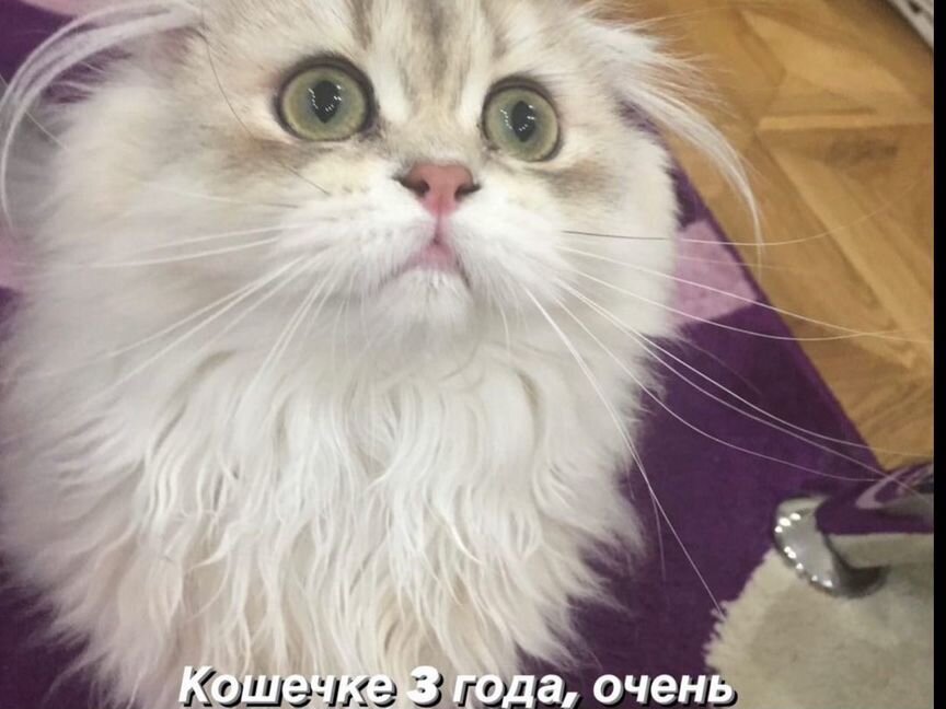 Кошка