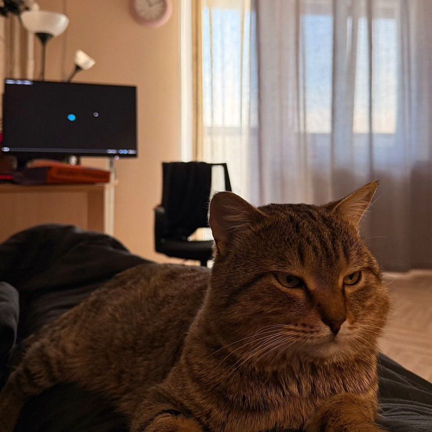 Взрослый кот в добрые руки