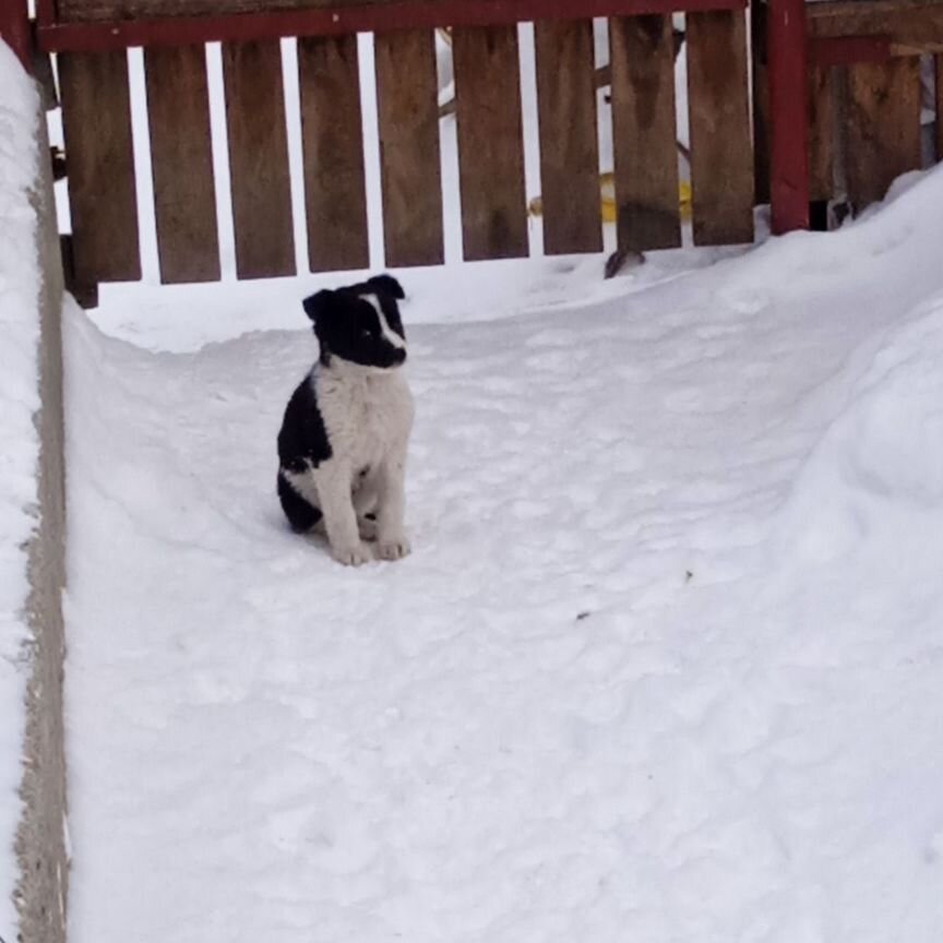 Щенок девочка в добрые руки