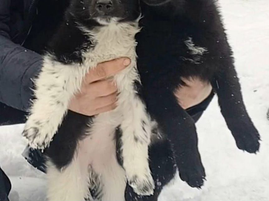 Собака, щенки, щенок