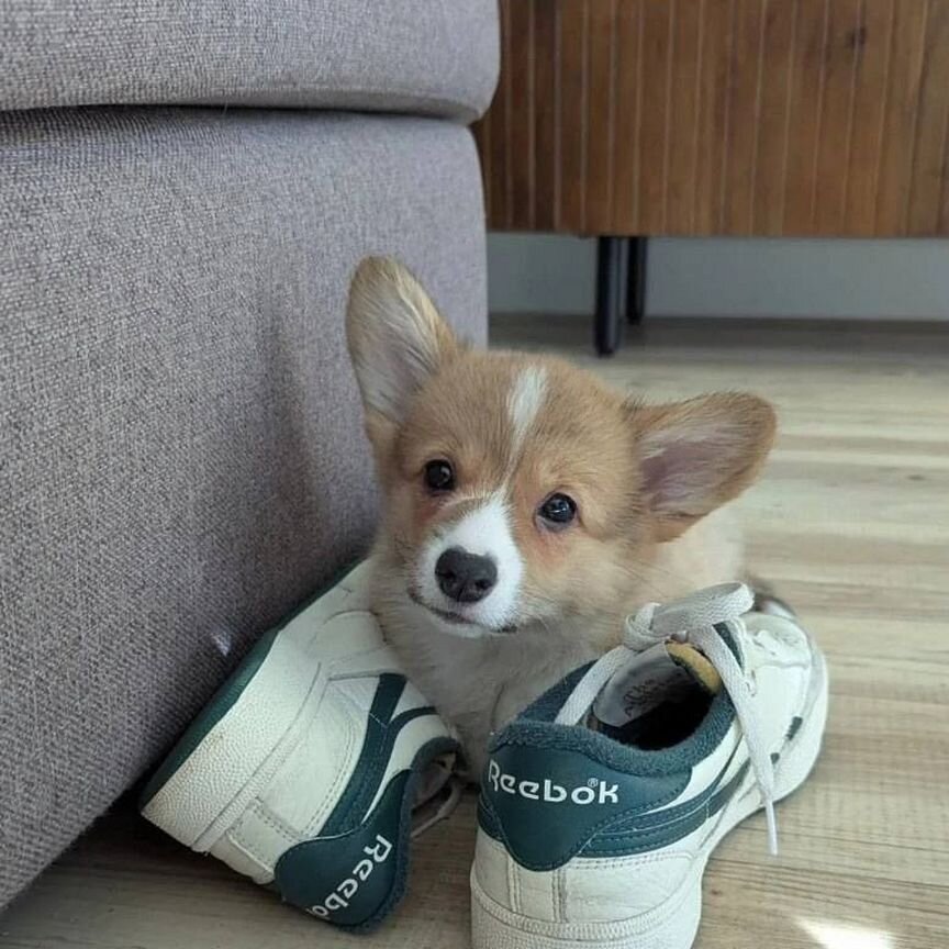 Щеное Корги