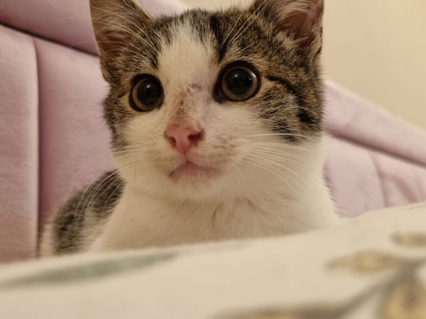 Котенок в добрые руки