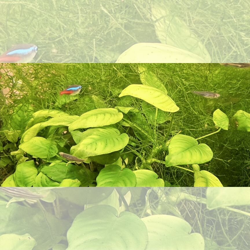 Аквариумные растения прополка