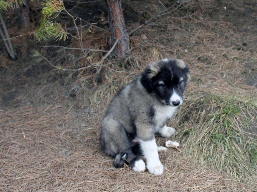 Милый щенок в добрые руки бесплатно